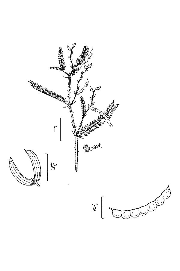 Plant Aeam