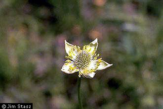 NWPL - Species Search