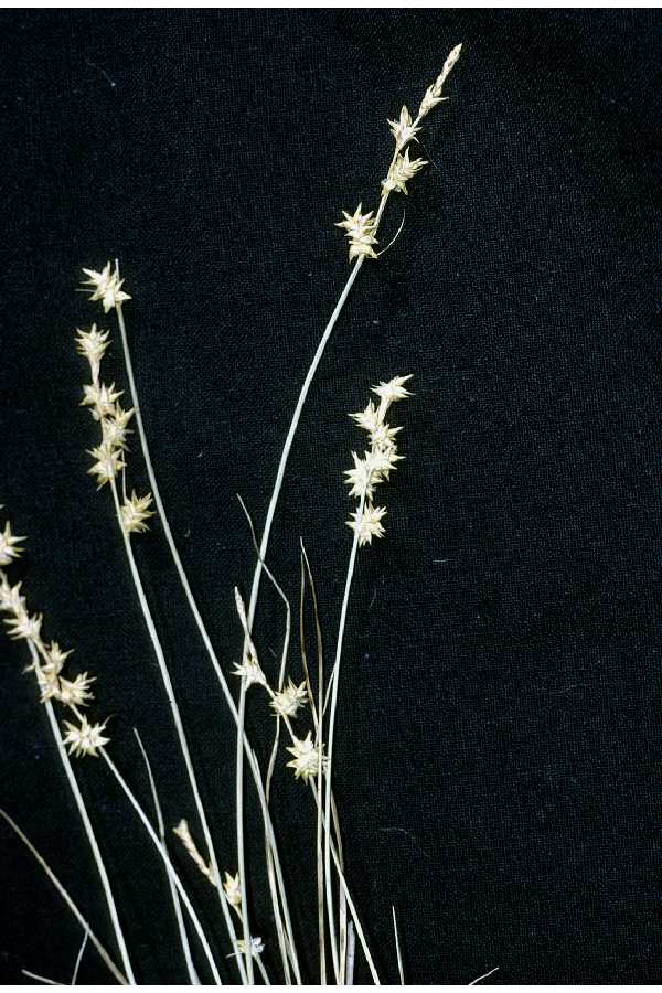 Plant Caec