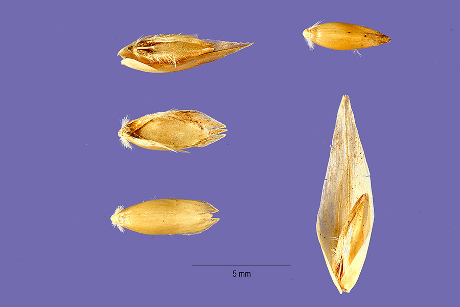 NWPL - Species Search