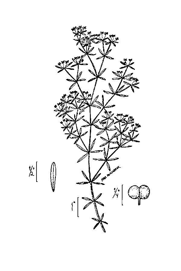 Nwpl Gaob