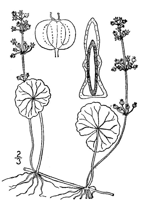 NWPL - HYPR10