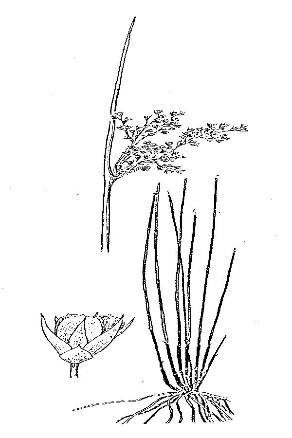 NWPL - JUEF