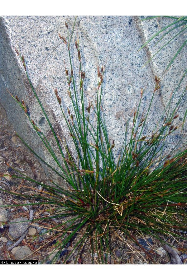 Plant - JUPA