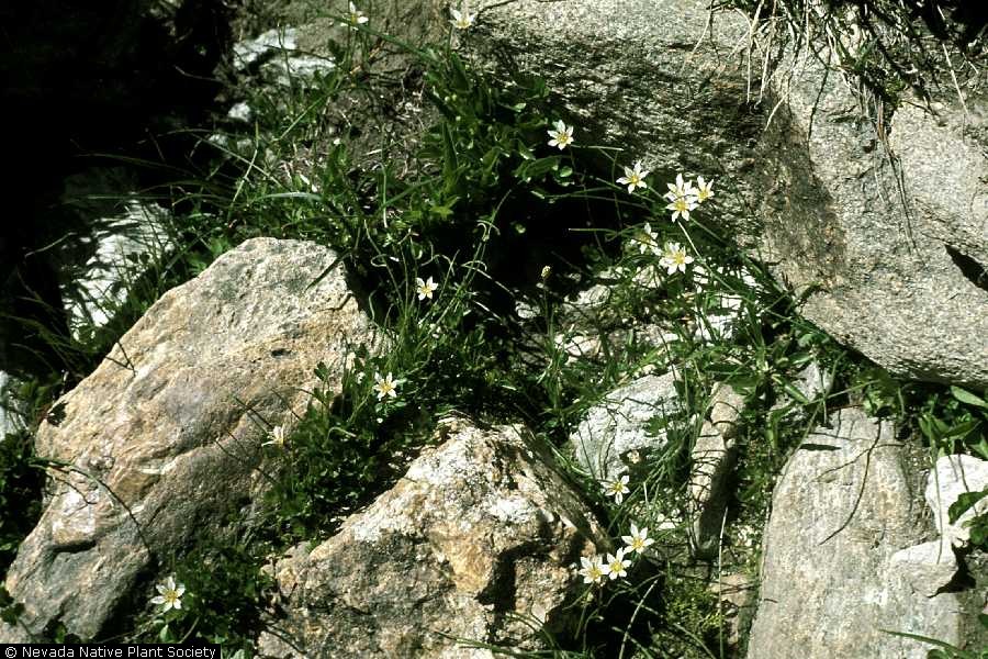 NWPL - LLSE