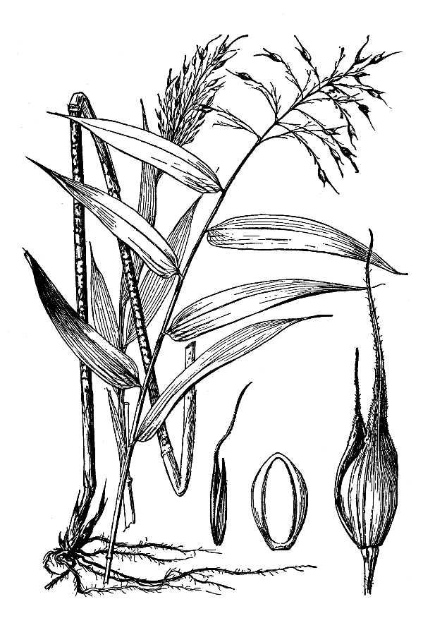 Nwpl Olla