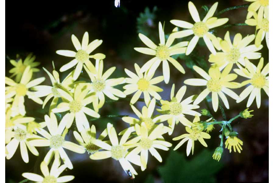 NWPL - Species by Region