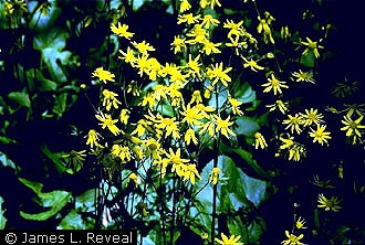 NWPL - Species by Region