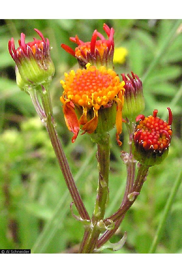 NWPL - Species Search