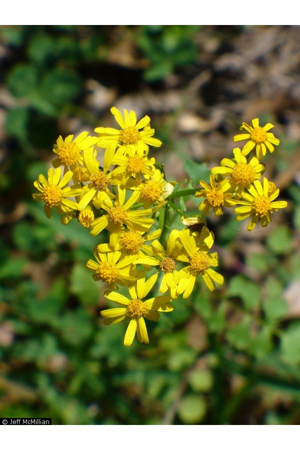 NWPL - Species by Region