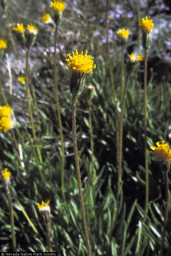 NWPL - Species by Region