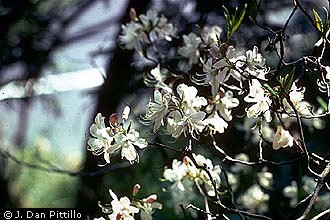 Plant - RHVA